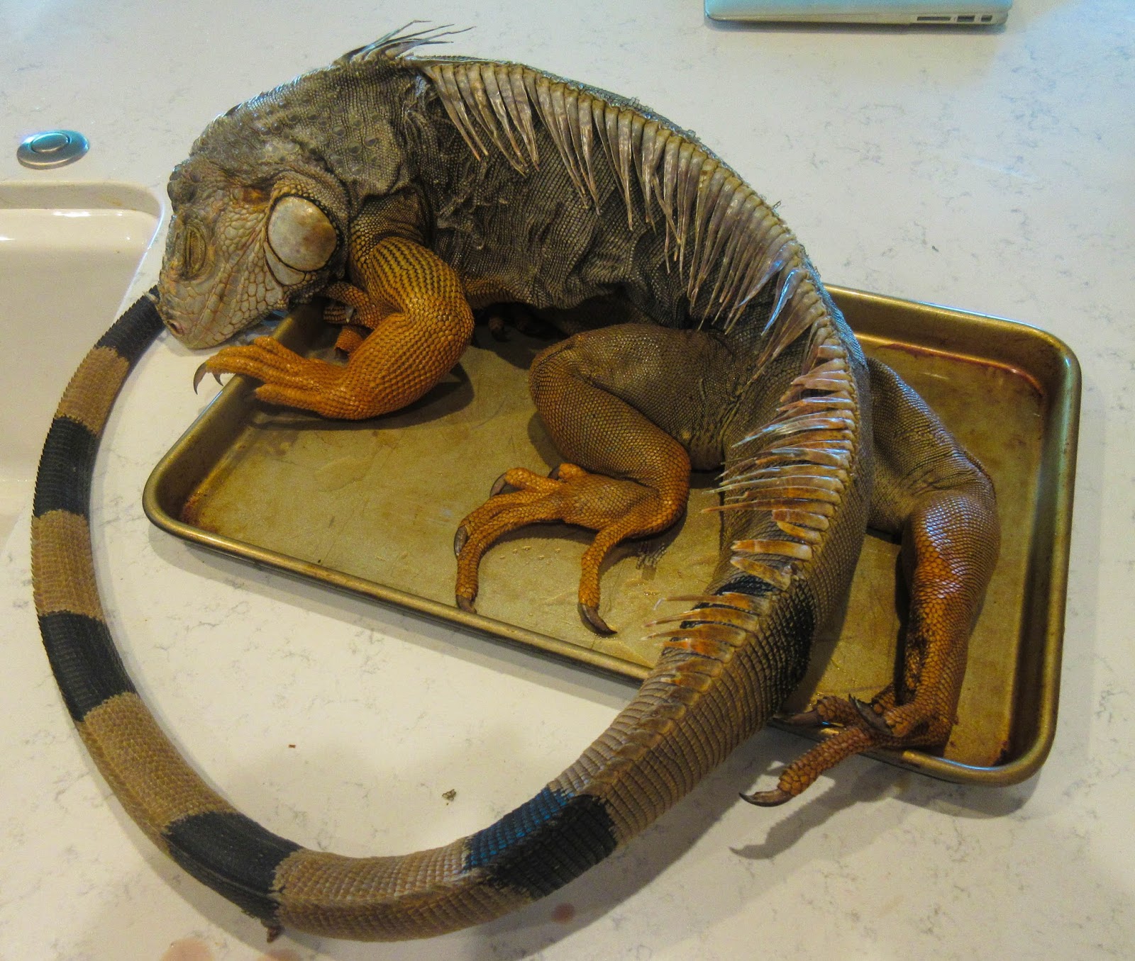 Cannundrums: Whole Iguana II - Sous Vide