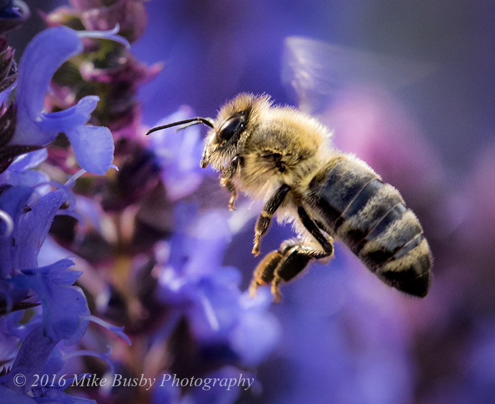 Bees - In Flight by Mike Busby Photography