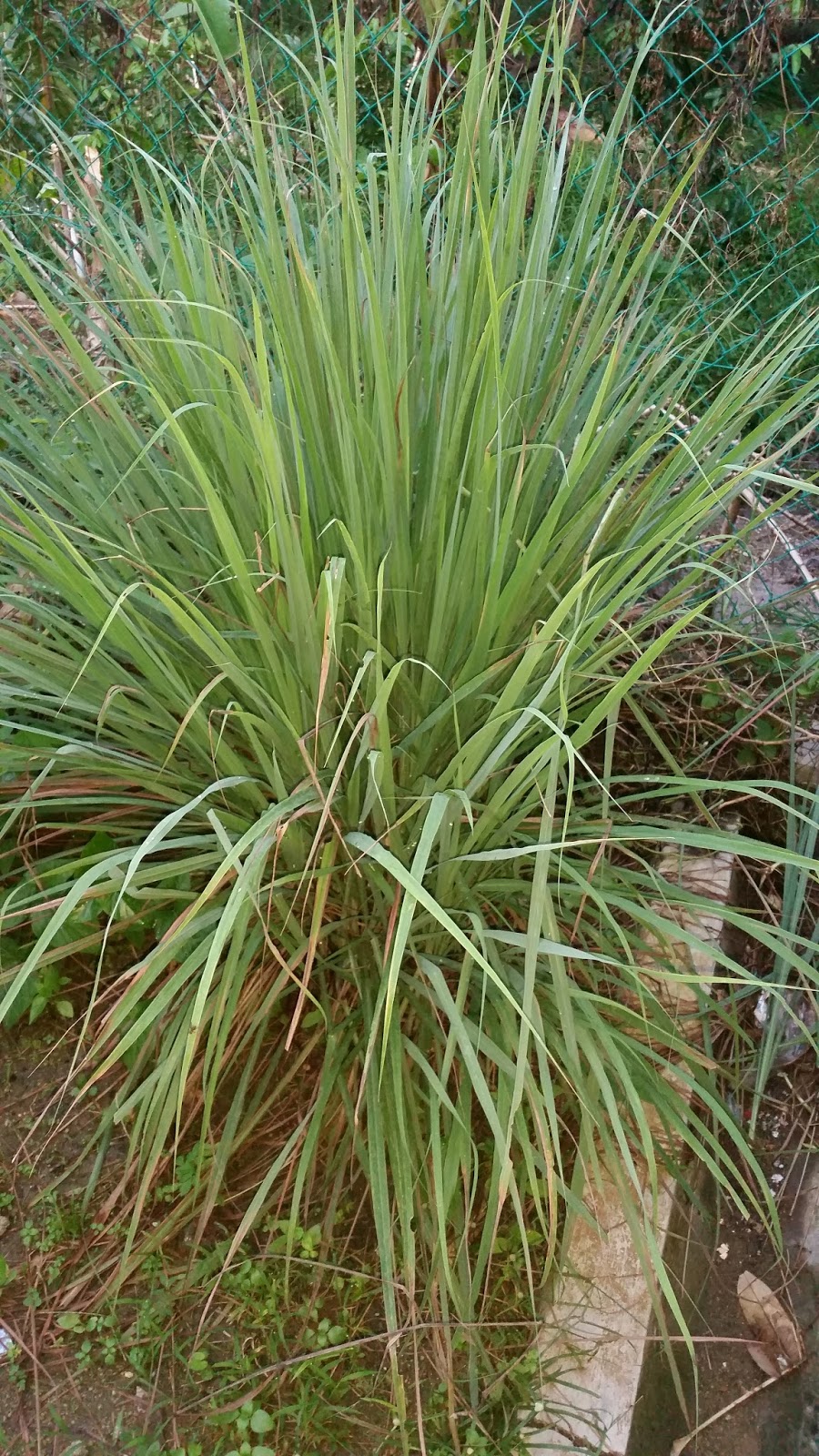 Warisan Petani: Pokok Serai.