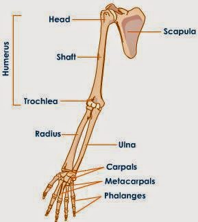 skeletal system