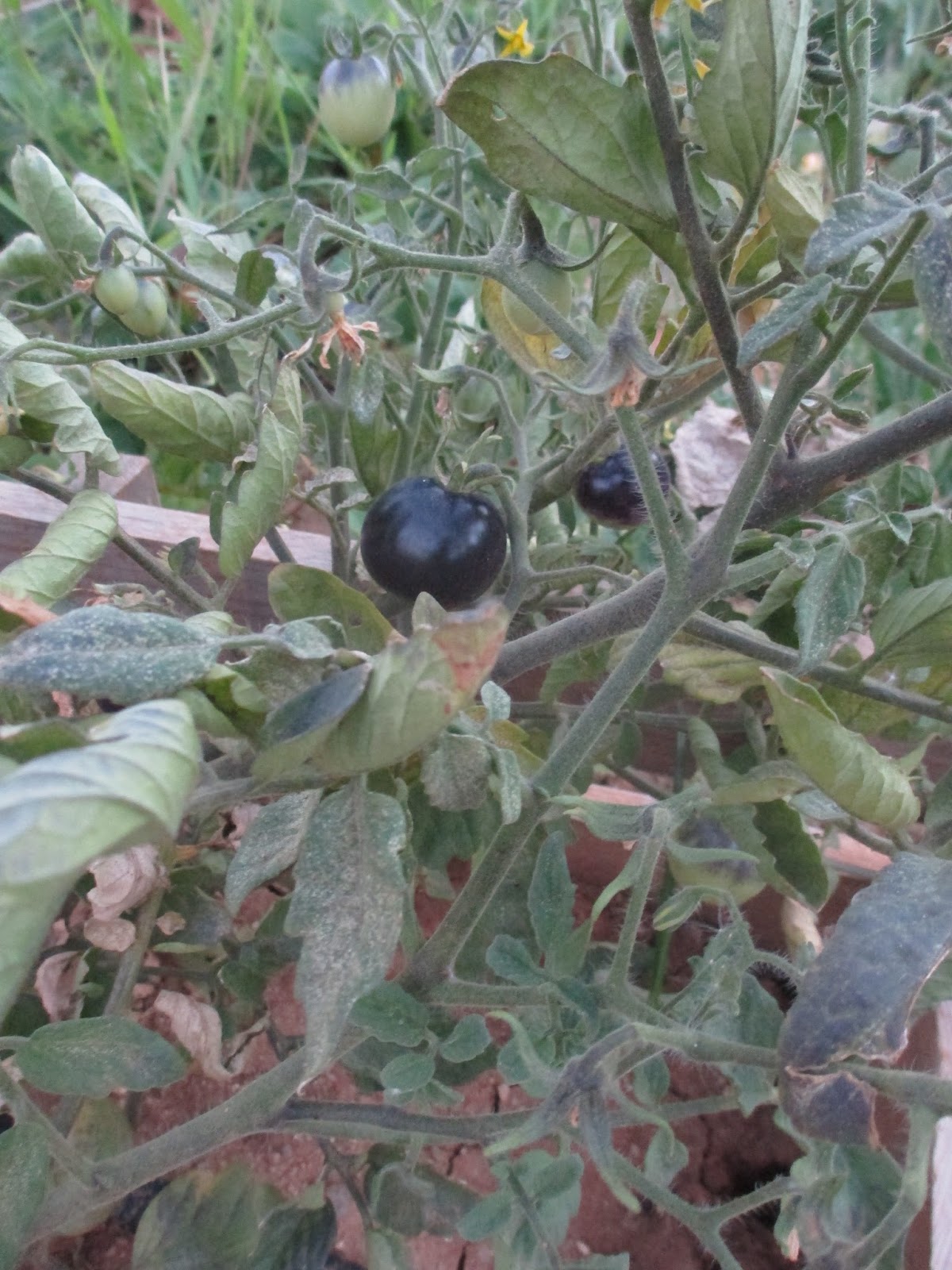 La Mar de VeRde: SOLANUM LYCOPERSICUM O TOMATE KUMATO TOMATE NEGRO