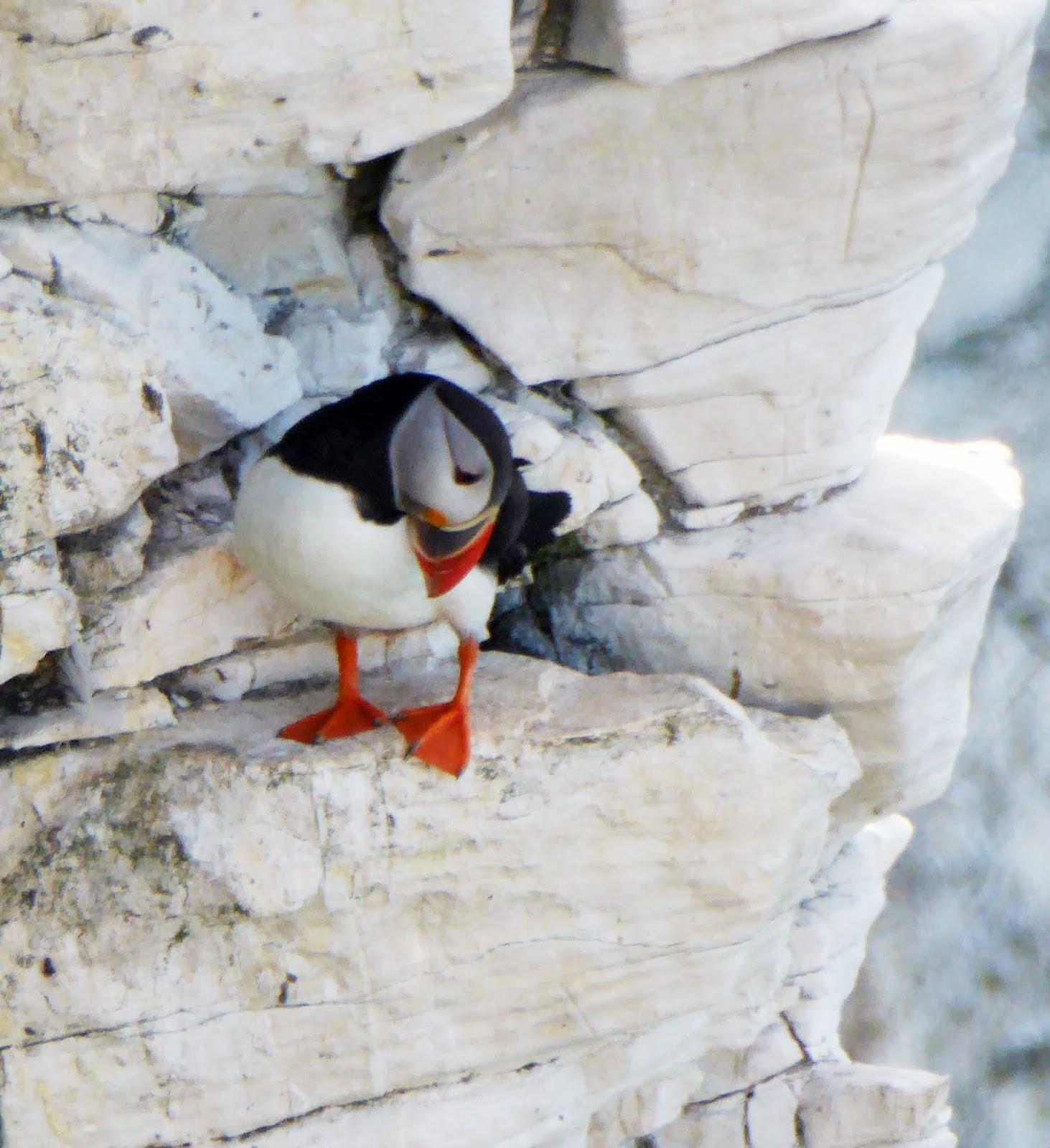 Wild and Wonderful: Northern Holiday 2018, Post 6: Puffin Quest at RSPB ...