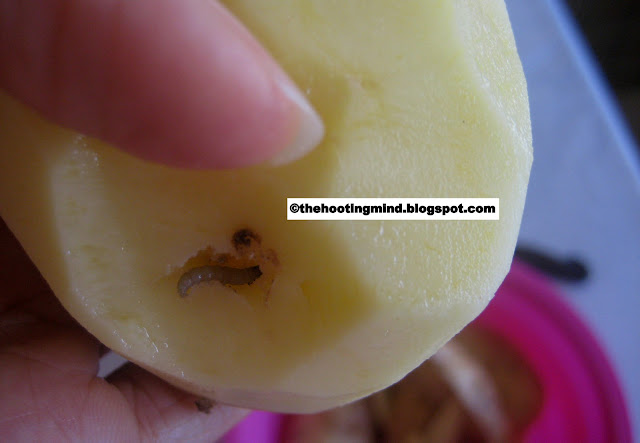 the hooting mind: SICK POTATO