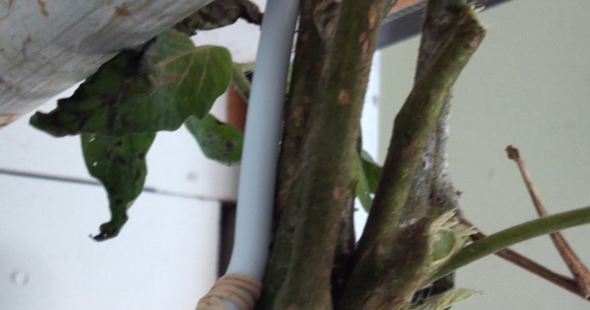 Save the Tom Toms! Freeze Warning!