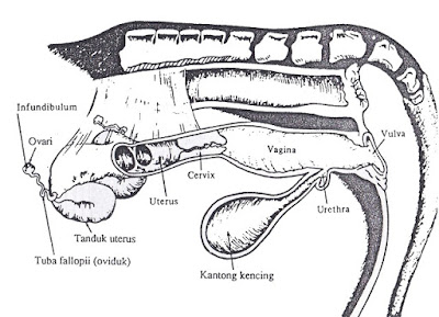 Sistem Reproduksi Pada Sapi