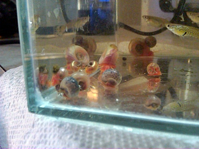 Natural Boutique: My Pink & Blue Ramshorn Snails