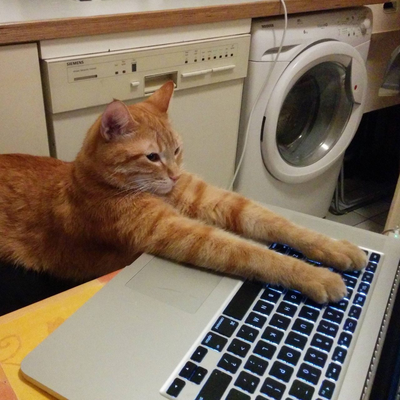 15 Cats Who Use The Internet » Mac's Opinion