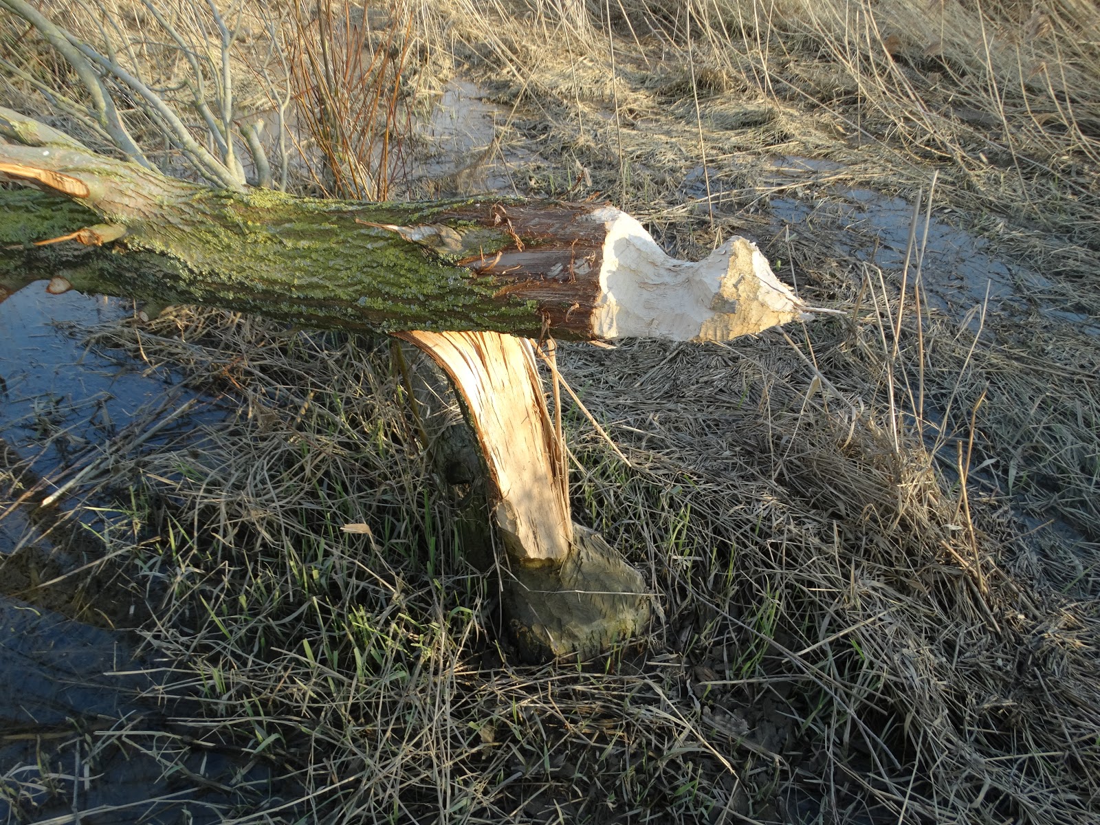 oog voor de natuur: Bevervraat en beverburcht in de Biesbosch.
