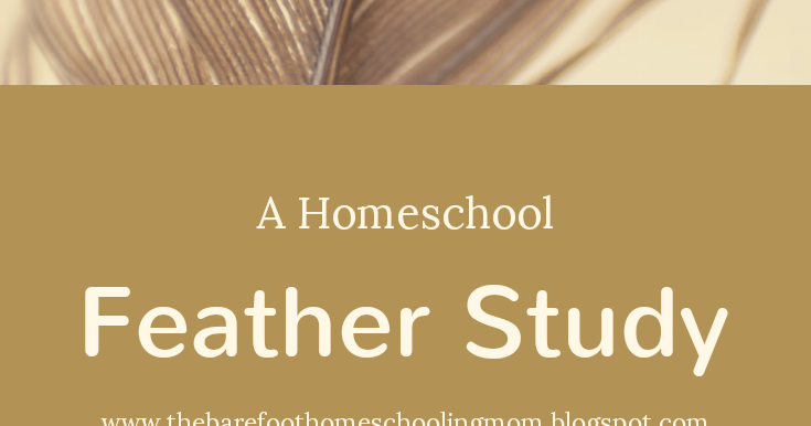 A Homeschool Feather Study