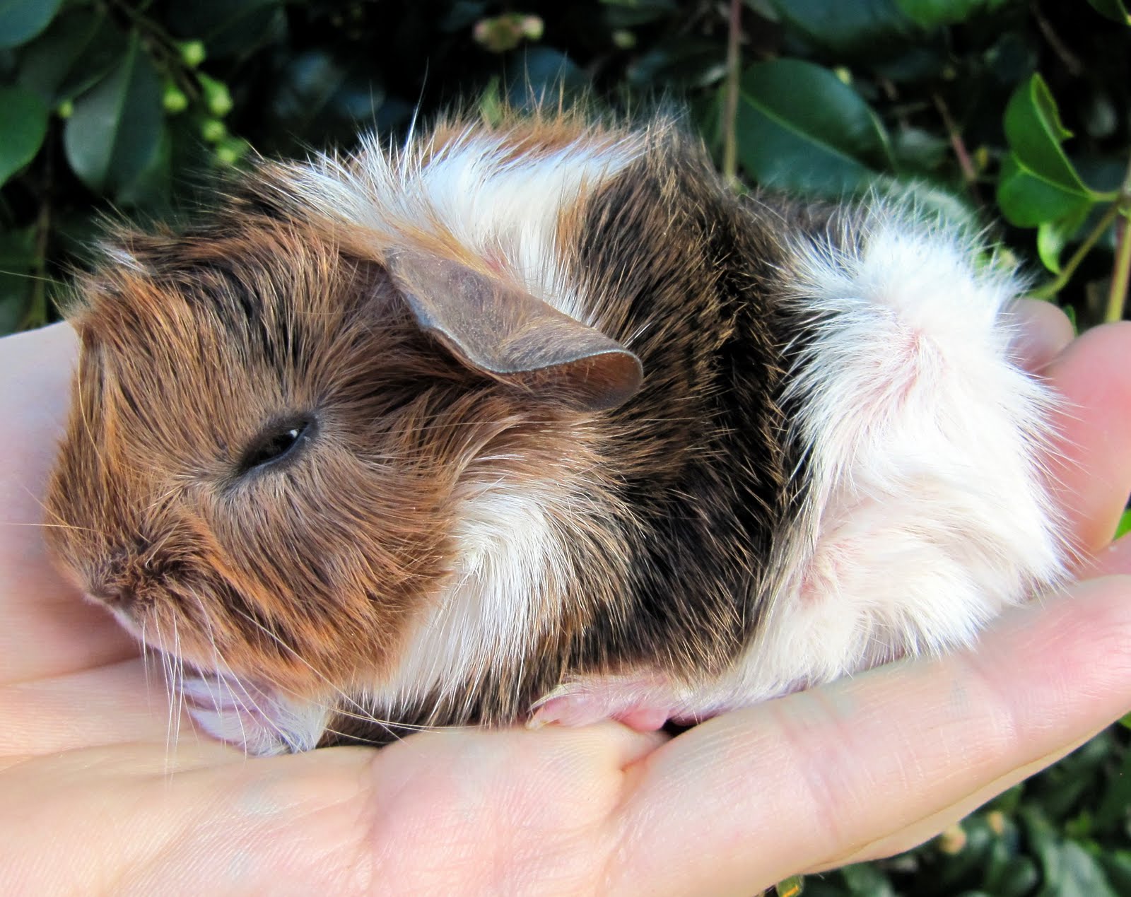 All Things Guinea Pig: Ginger's Bitter-sweet Birth