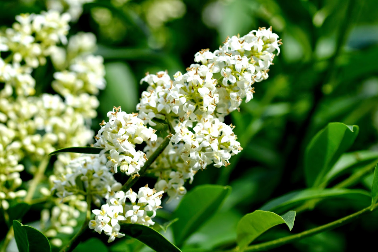 Świat oczami Oczka: Ligustr pospolity - Ligustrum vulgare