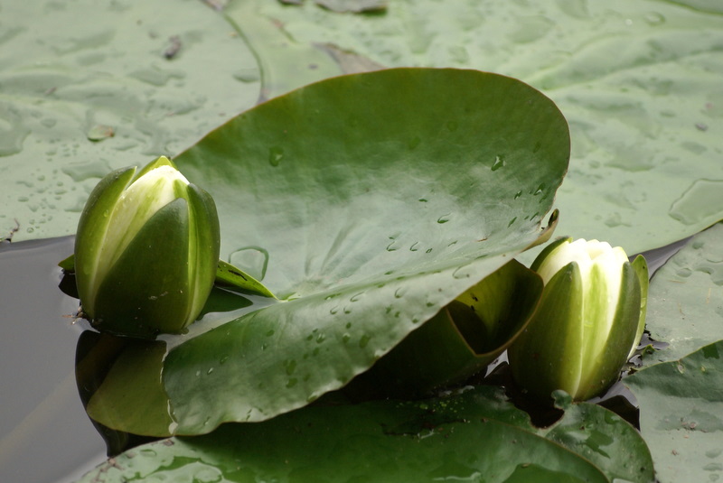 Wilde Planten: . . Waterlelies