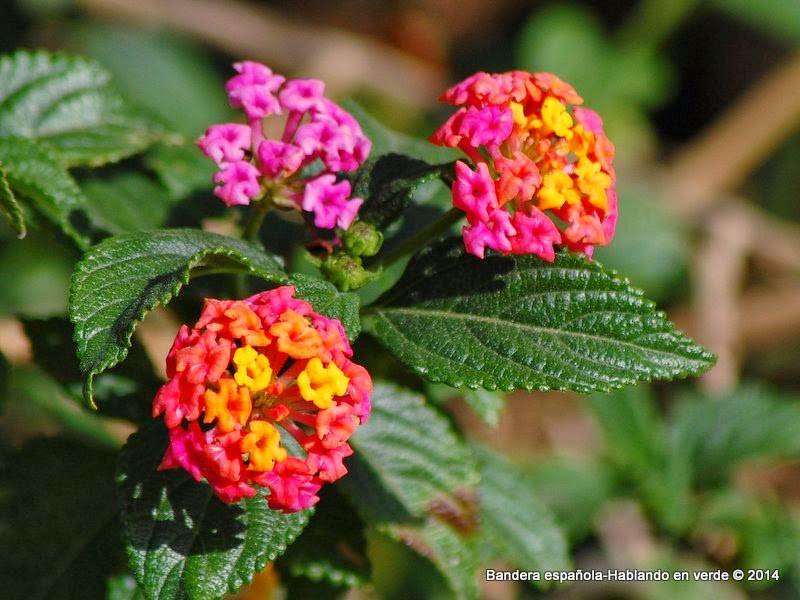 Hablando en verde: Banderita española (Lantana camara) en Los Toruños