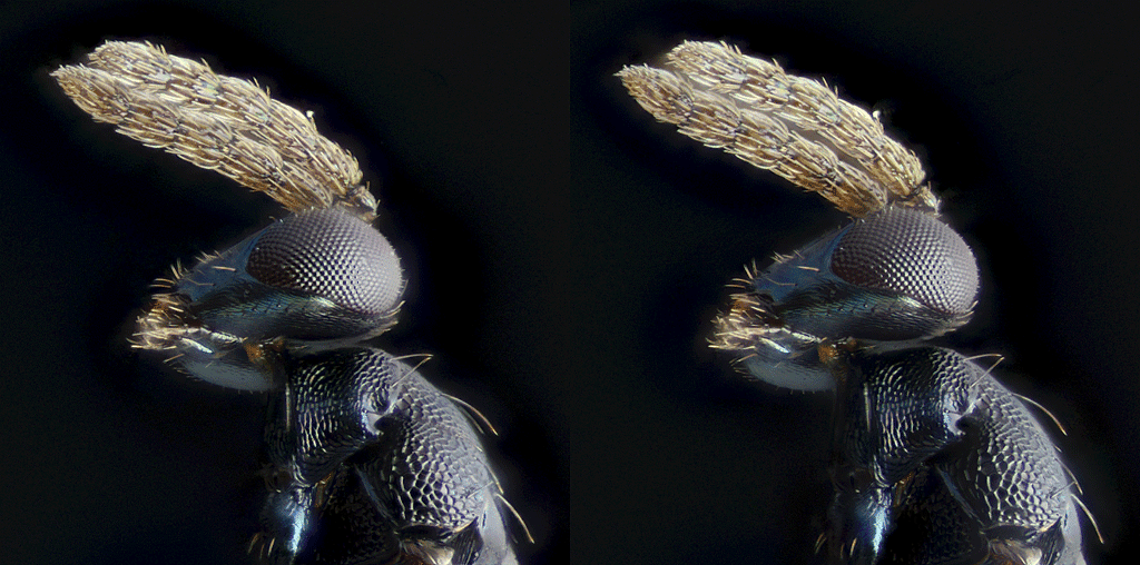 ムシをデザインしたのはダレ？: ヒメコバチ科 Sympiesis striatipes (Ashmaed) ♀