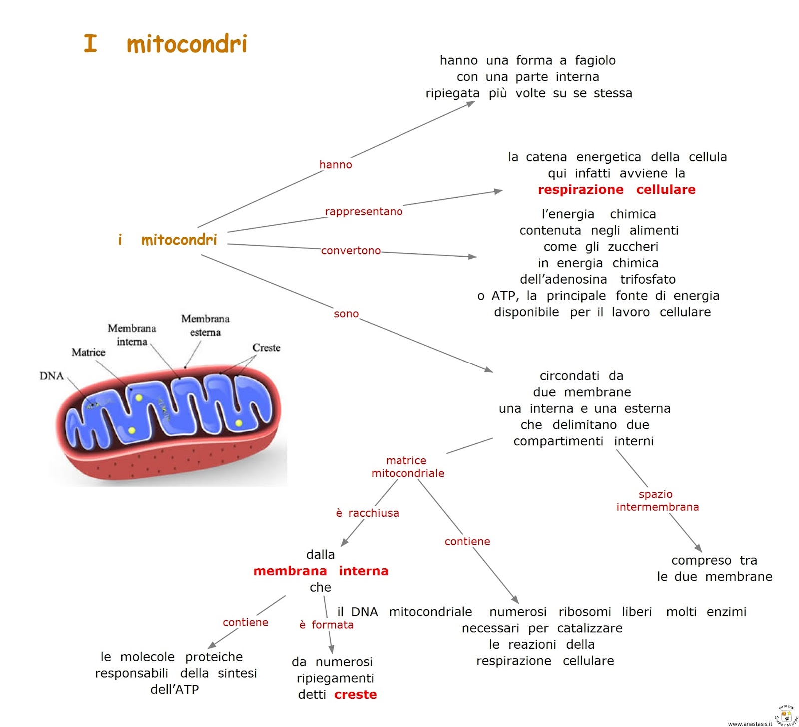 Paradiso delle mappe: I mitocondri