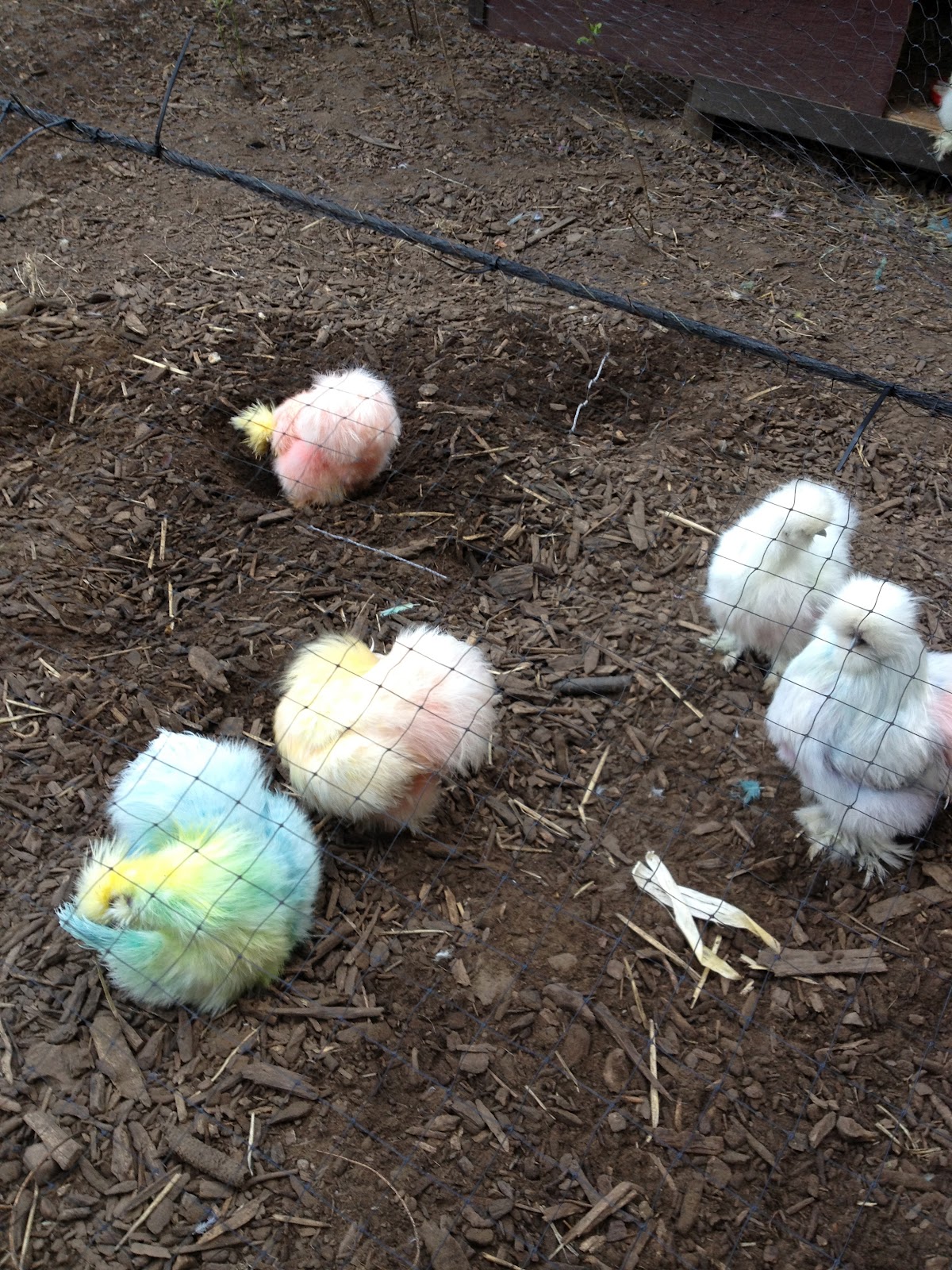 ROCmomma: Spooky Hayrides, Giant Teepees, and Colorful Chickens...oh my!