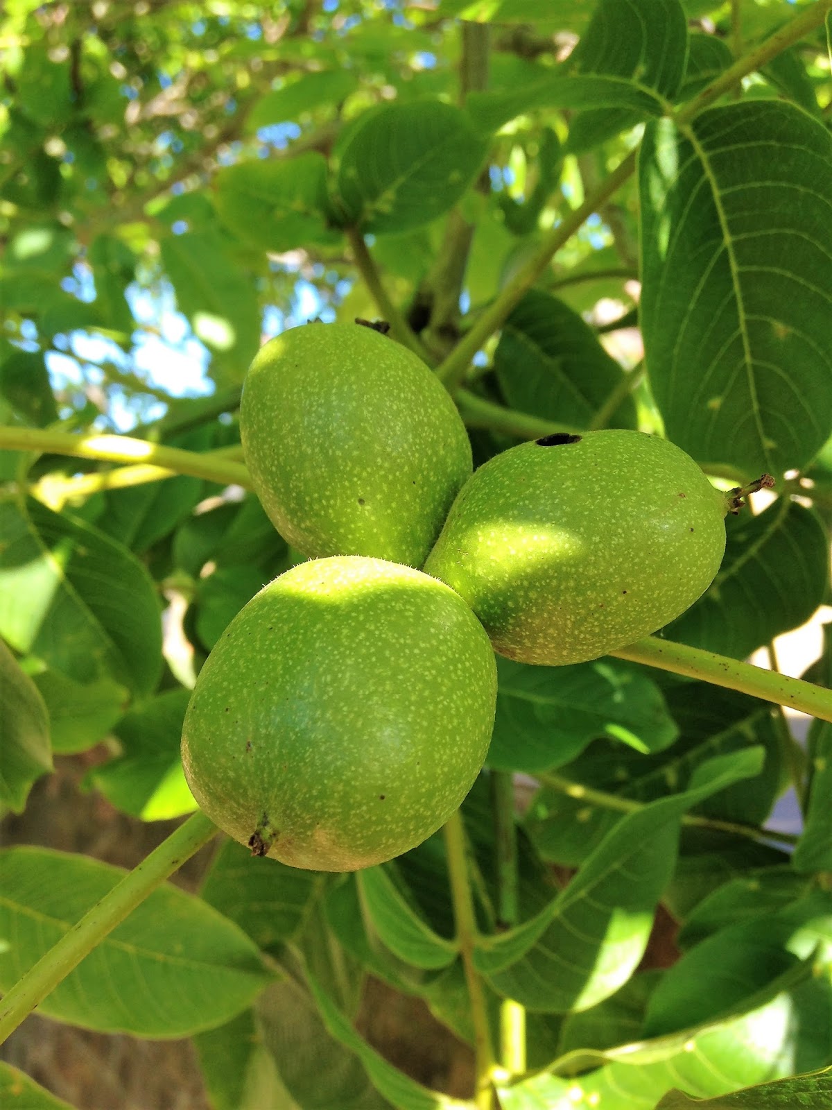 Down on the Allotment: How to Pickle Walnuts - Part 1
