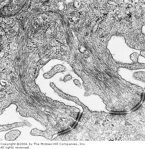 De Histology: Intermediate Filaments