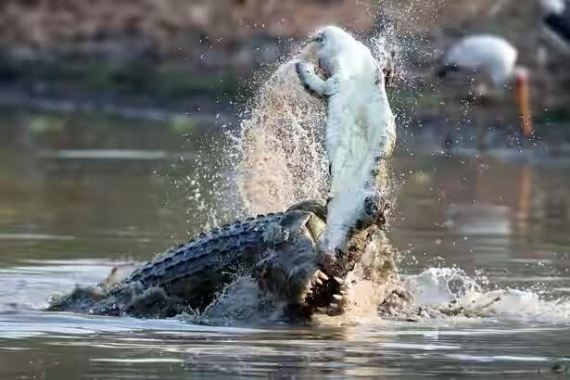 Cannibal crocodile devours younger rival after one-sided battle