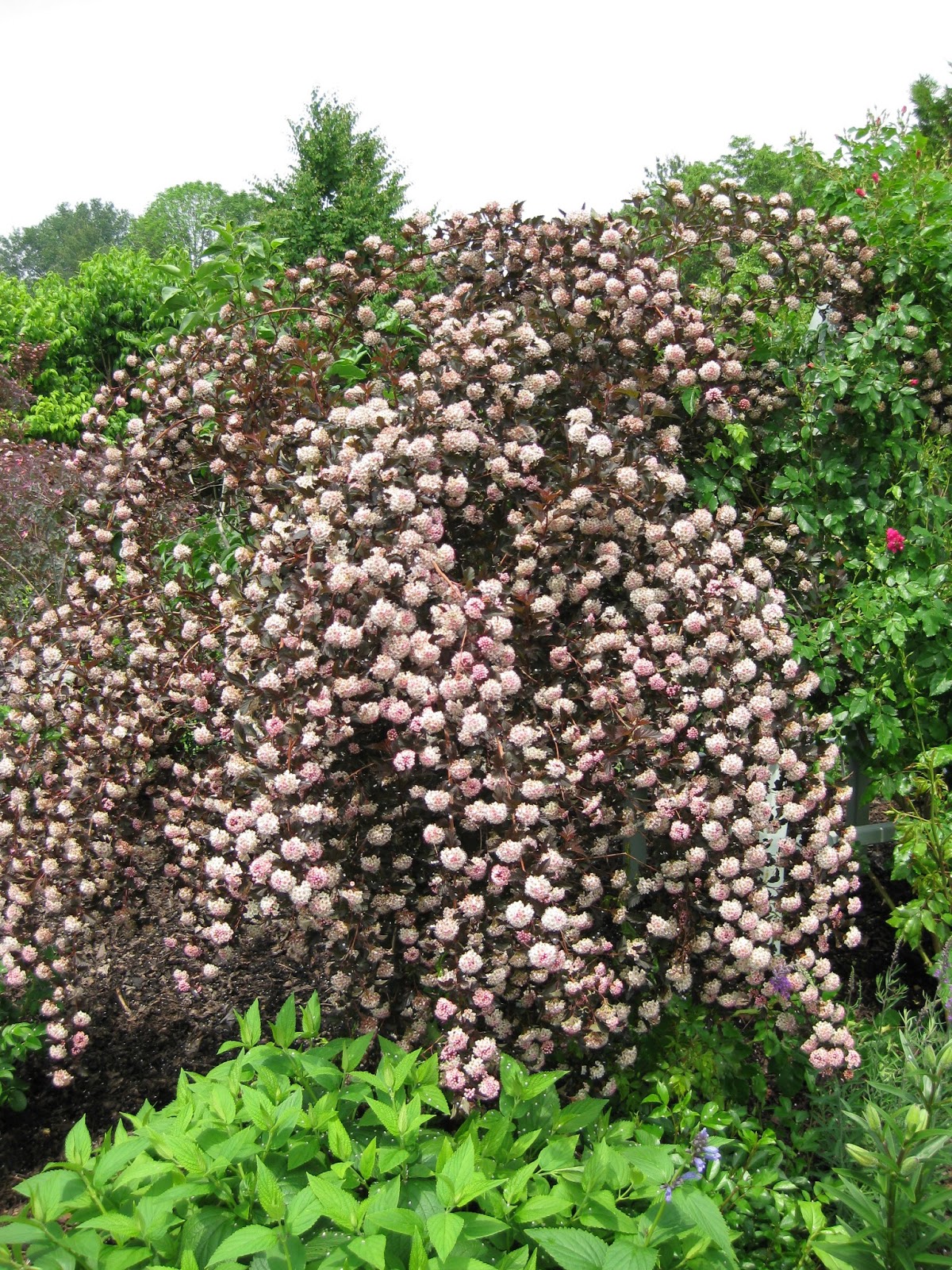 Rotary Botanical Gardens - Hort Blog: Nifty Ninebarks