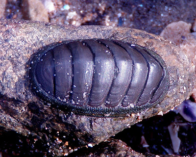Real Monstrosities: Chiton