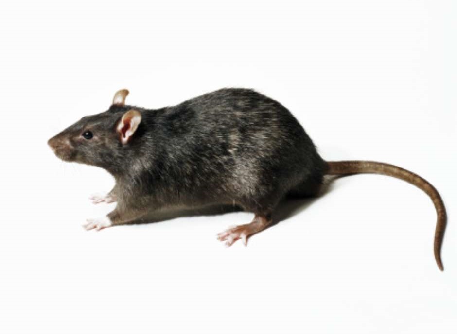 Caminantes del Desierto: LA MALDICIÓN DEL “COLUMBIA"