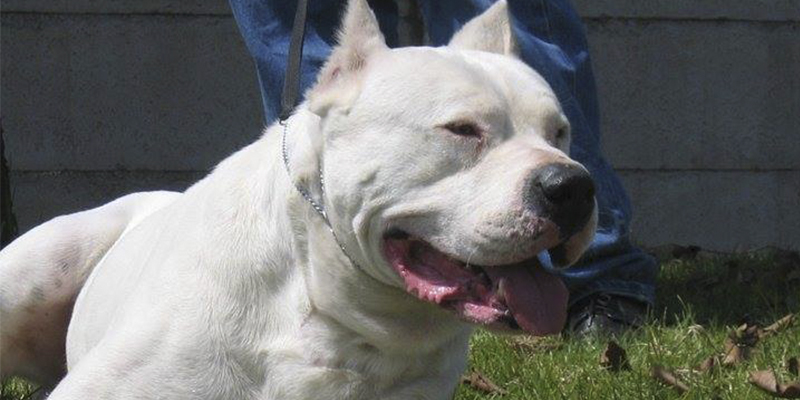 EADD TV / VIDEO CHANNEL: DOGO GUATEMALTECO l RAZA DE PERROS PARA LA ...