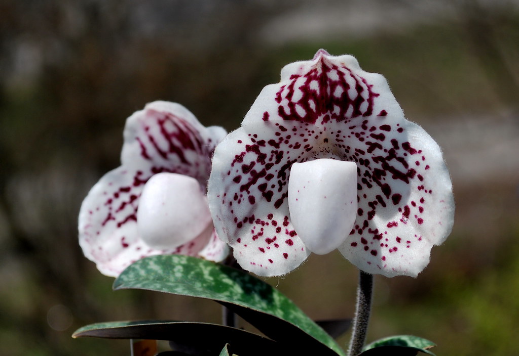 Paphiopedilum godefroyae care and culture | Travaldo's blog