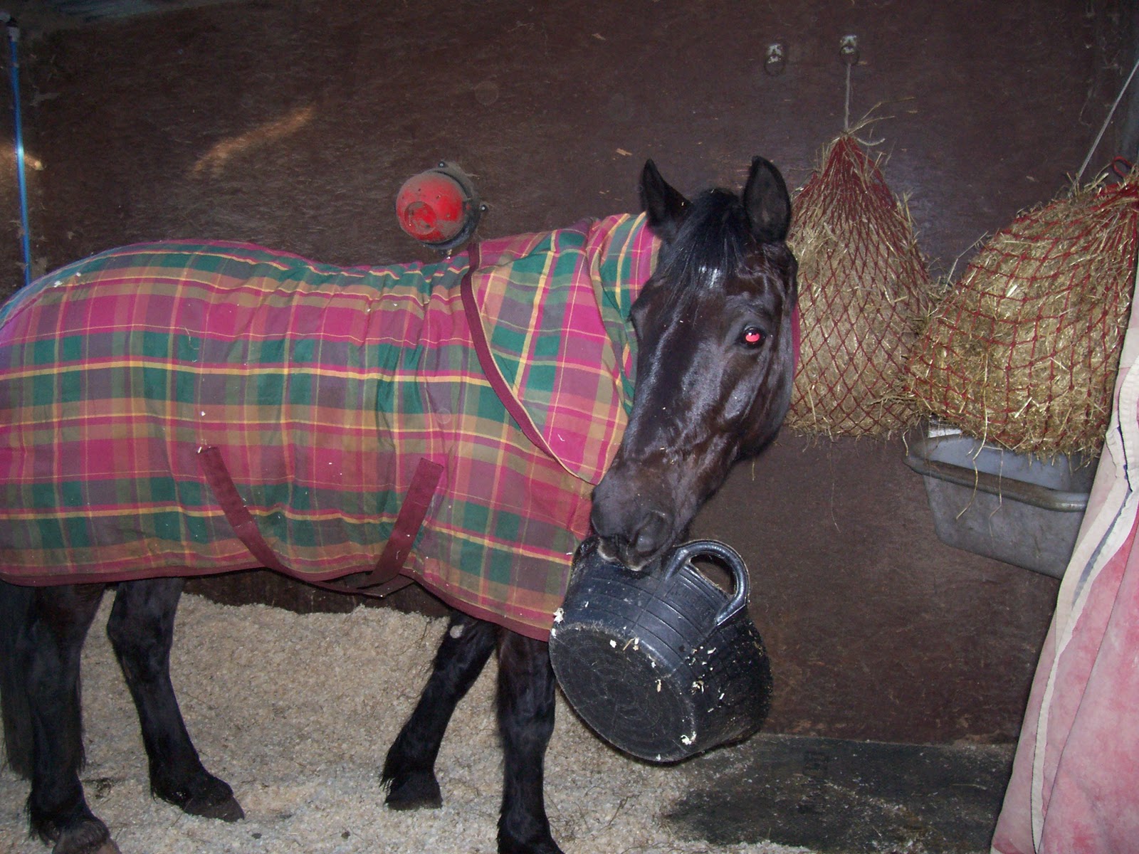 The Horse Talker: Product Review- Happy Hoof