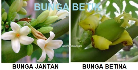Jangan Buang Masa Tanam Betik Jantan! Rupanya Begini Cara Mengenal ...