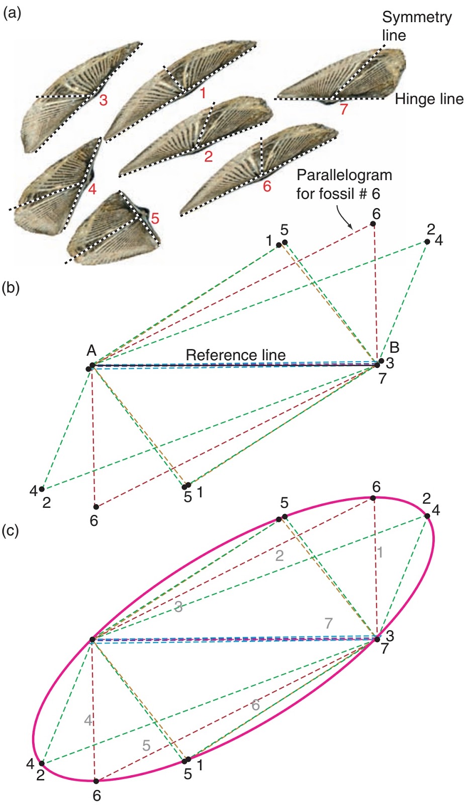 Learning Geology: Why perform strain analysis?