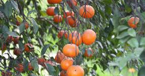 Kinno malta orange: KINNO A VITAMIN C RICH FRUIT