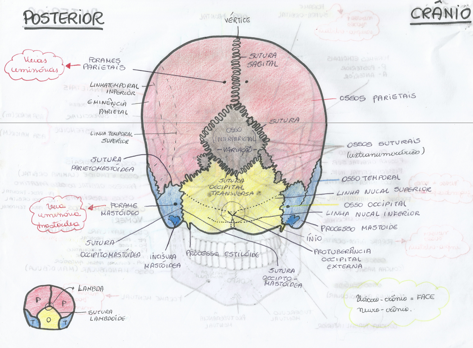 Vista Posterior Do Crânio - RETOEDU