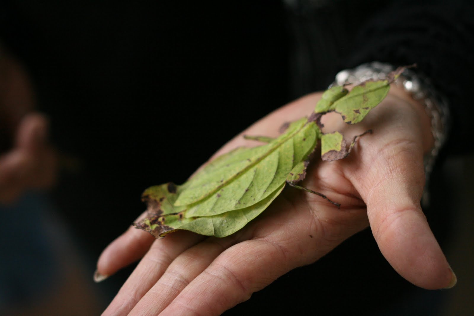 Pinkii Photo Collection: Leave Insect at Cameroon Highland, Malaysia