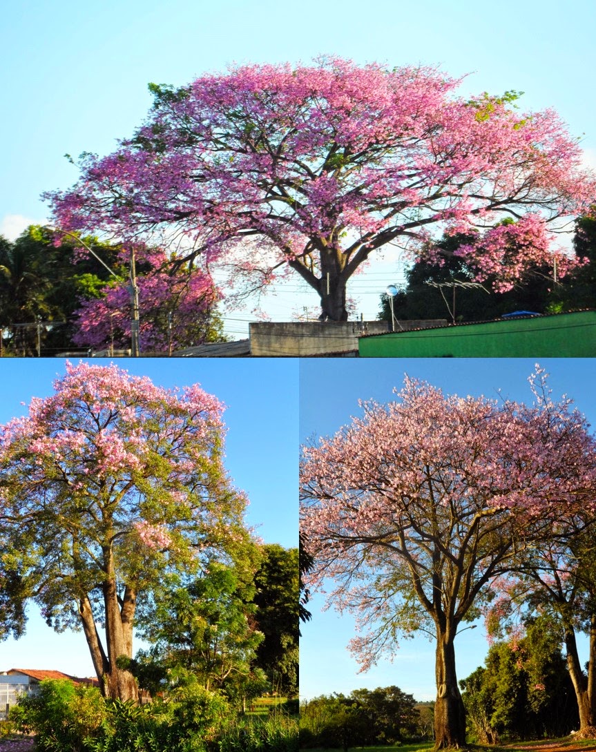 Paineira (Ceiba speciosa A.St.Hil.- Ravenna) | A planta da vez