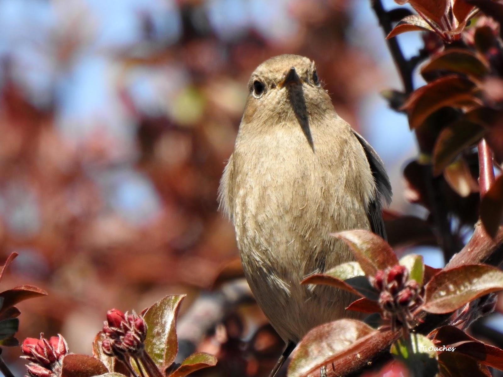 PASARI DIN ROMANIA: CODROS DE MUNTE (1), Phoenicurus ochruros