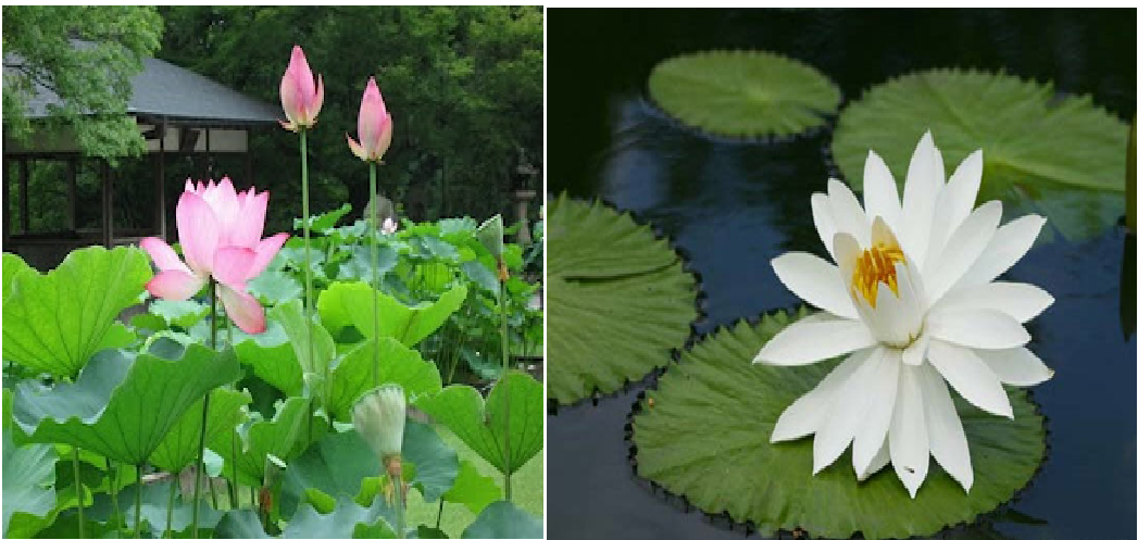 Bunga Lotus - Media Belajarku