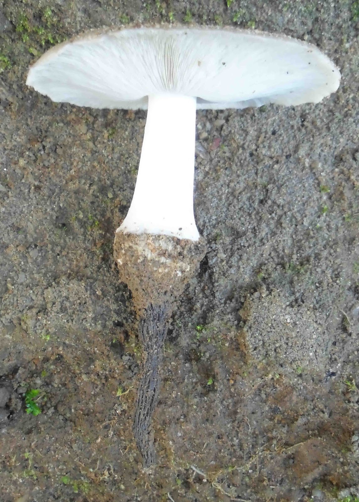 Mushrooms - Bimmal - Hathu - බිම්මල් - හතු