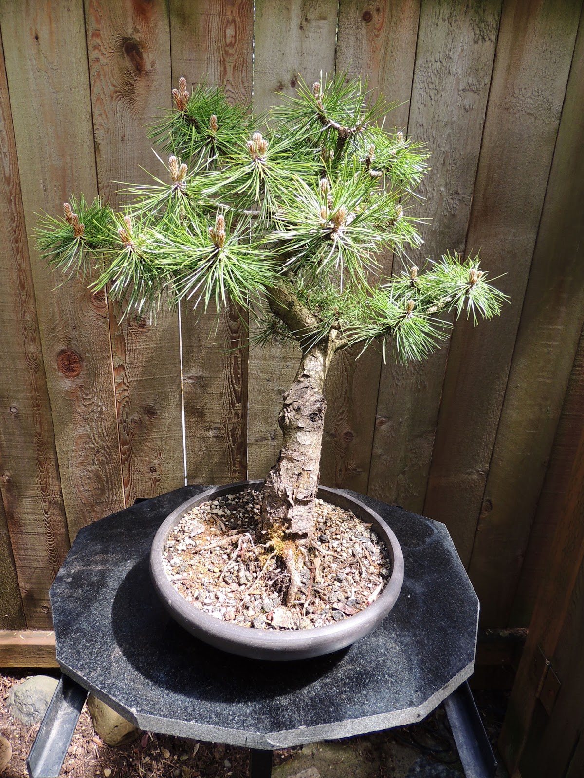The Living Bonsai & More: A Red Pine Bonsai