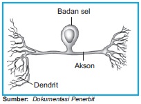 Materi biologi Hewan dan Tumbuhan: Macam Macam Neuron