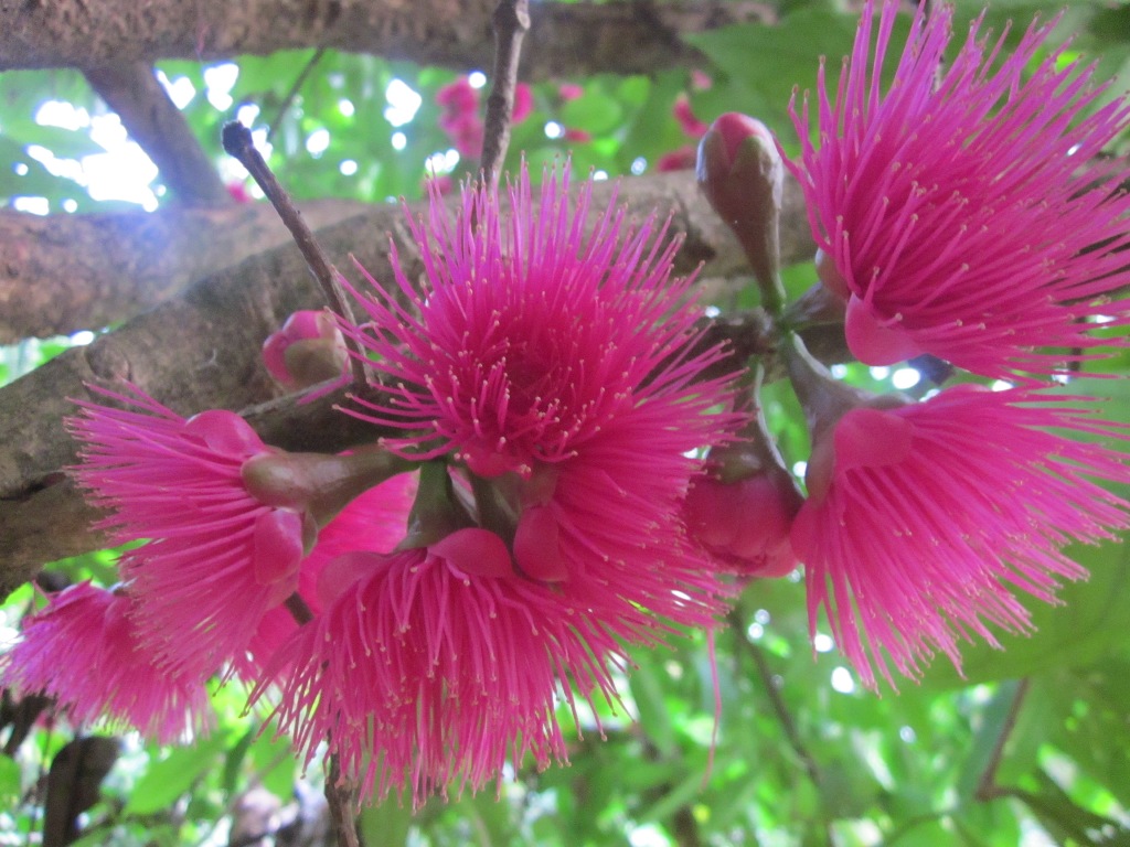 NATURE'S BEAUTY: Water Apple (Champakka)