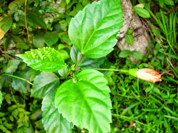 Hibiscus Double-Hibiscus x double (Hybrid)-Wada mala (orange) | SL Flora
