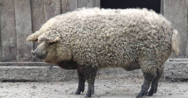 La cocina y ¿los animales..?: Cerdo mangalica