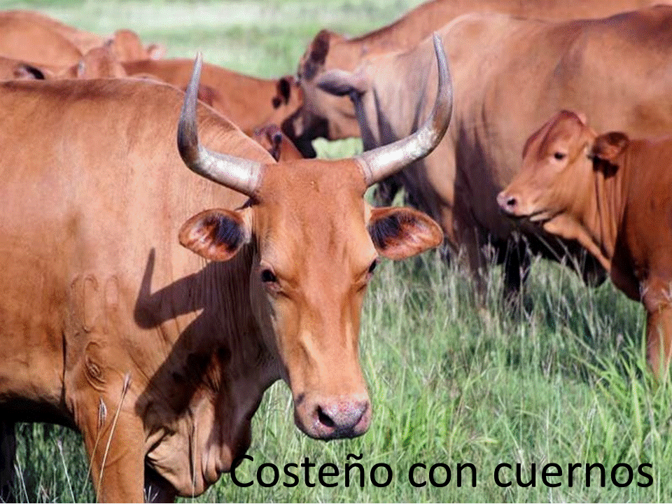 Administración y empresas ganaderas