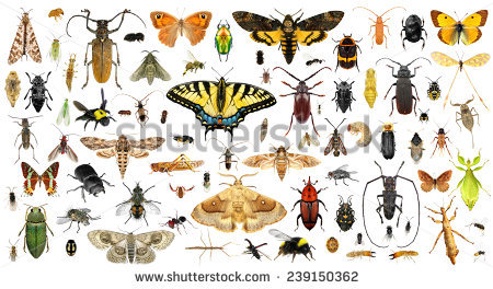 Top 20 facts about insects in hindi