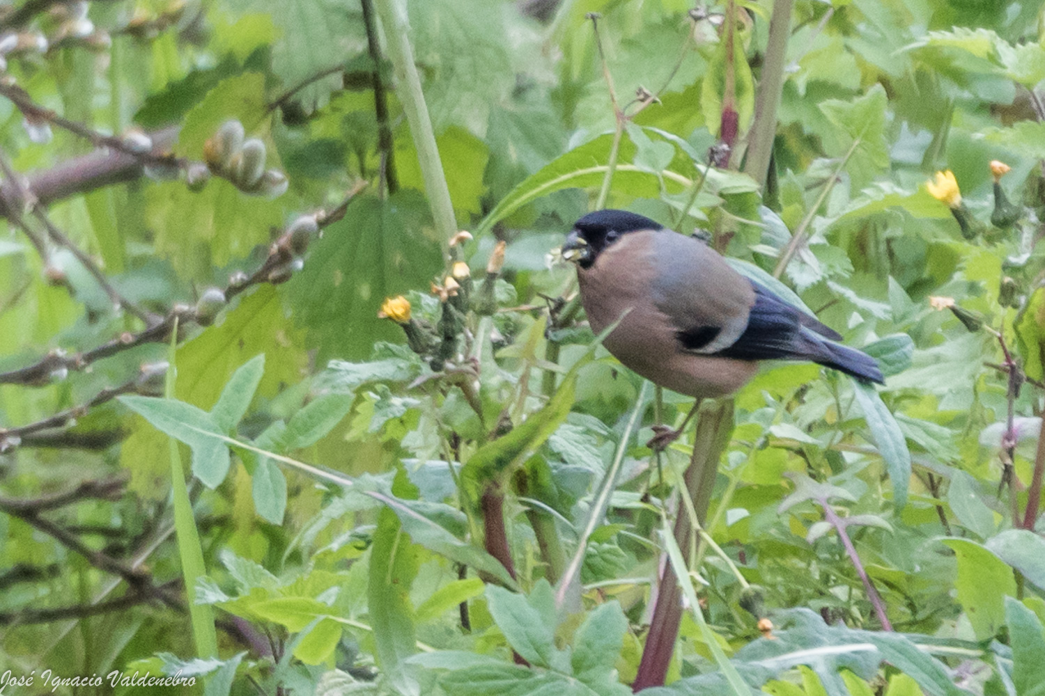 DocNatureBlog: Colorín, colorado, éste pájaro me ha encantado ...