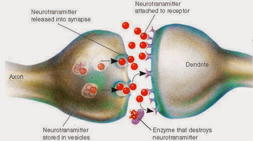 Bio Geo Nerd: Neuron Communication