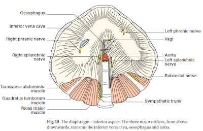 Understanding the Clinical Guide to Anatomy: The Thoracic Cage-The ...
