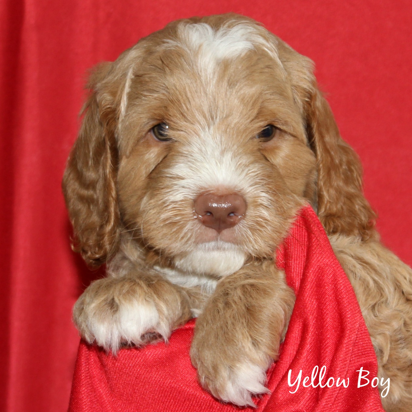 Canadian Doodle Puppies