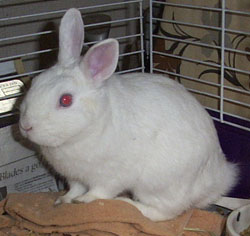 On the floor: El conill